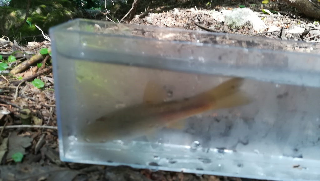 Rhynchocypris from Ōtsu, Shiga, Japan on July 28, 2024 at 09:04 AM by ...