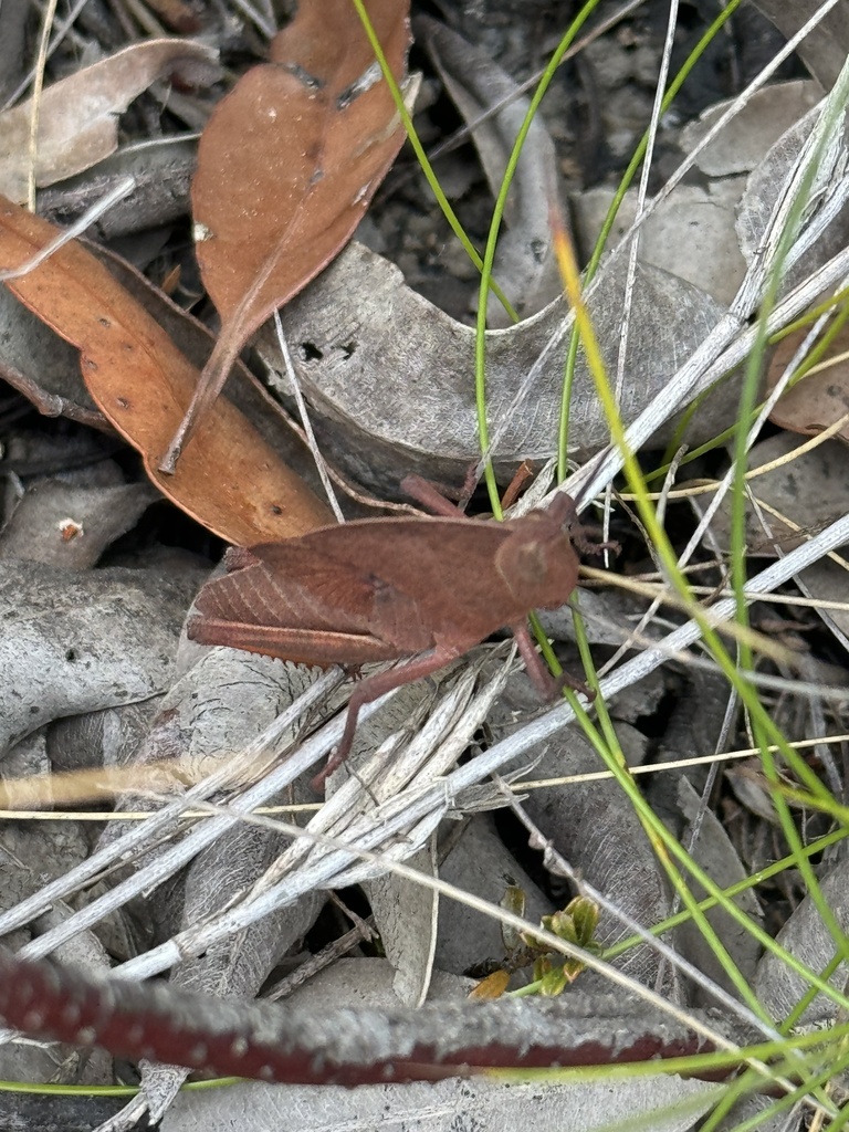 Common Gumleaf Grasshopper from Ku-ring-gai Chase National Park, Ku ...