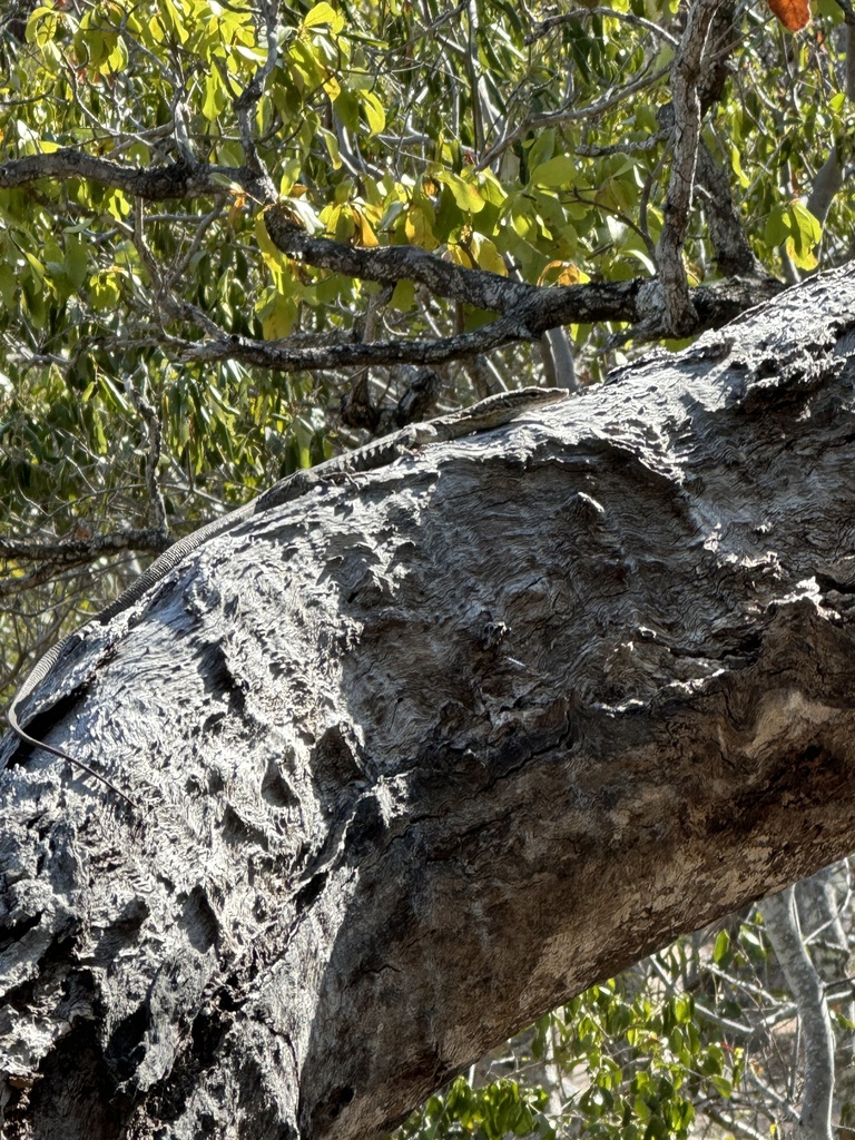 Freckled Monitor from Magnetic Island National Park, Florence Bay, QLD ...