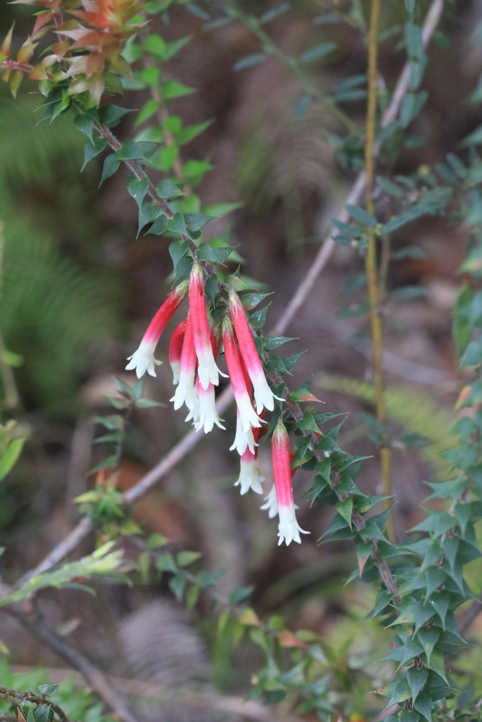 Fuchsia Heath from Central Coast NSW, Australia on October 29, 2024 at ...