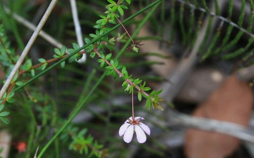 Bauera microphylla from Central Coast NSW, Australia on October 29 ...