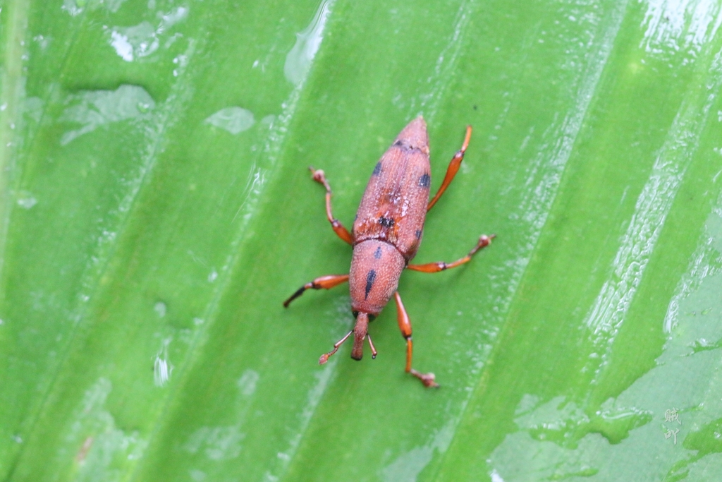 Sphenocorynes feae from Hainan, CN-HA, CN on October 22, 2024 at 03:10 ...