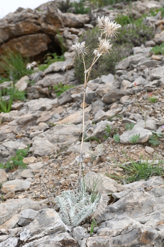 Cousinia leptocladoides · iNaturalist United Kingdom