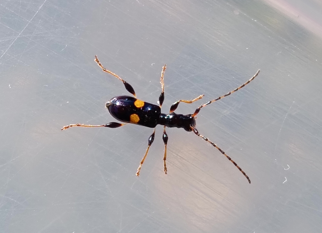 Zorion guttigerum from Ballance, New Zealand on November 04, 2024 at 05 ...