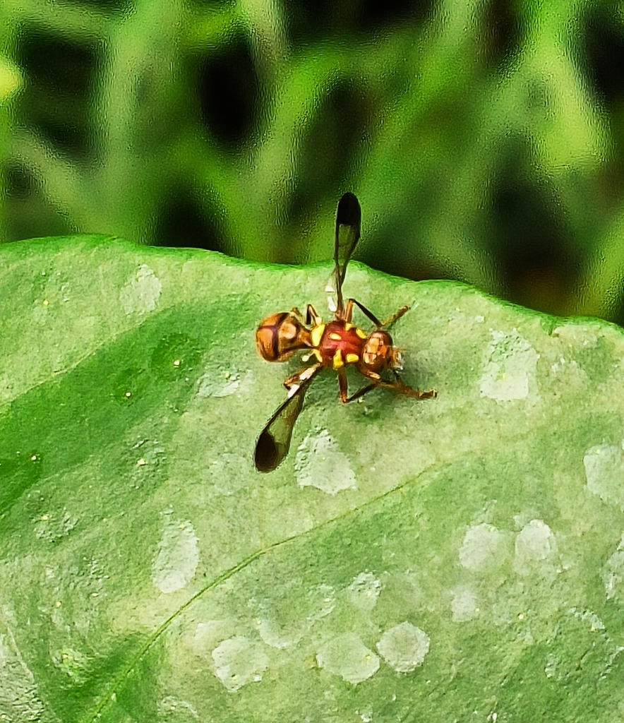 Melon Fly from Bukit Batok, Singapore on November 10, 2024 at 04:50 PM ...