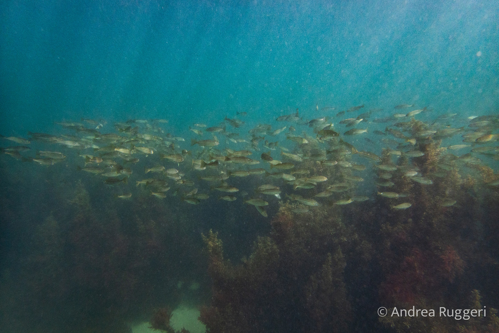 Western Striped Grunter from Oceano Indiano, Peron, WA, AU on November ...