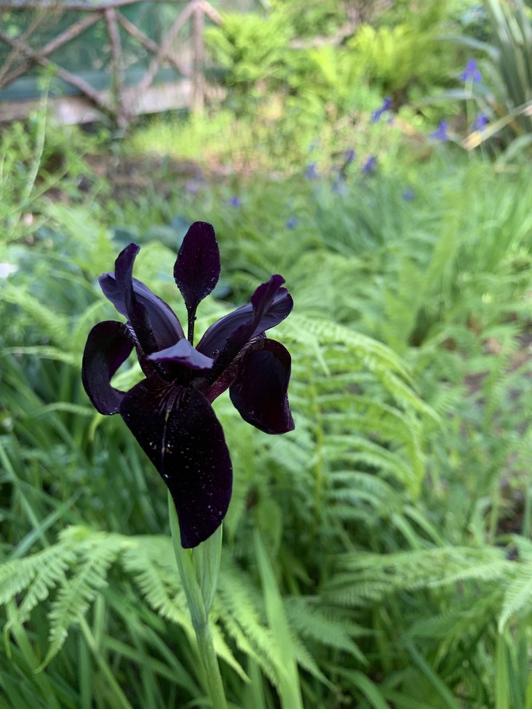 Black Iris (Iris chrysographes) - Botanical Realm