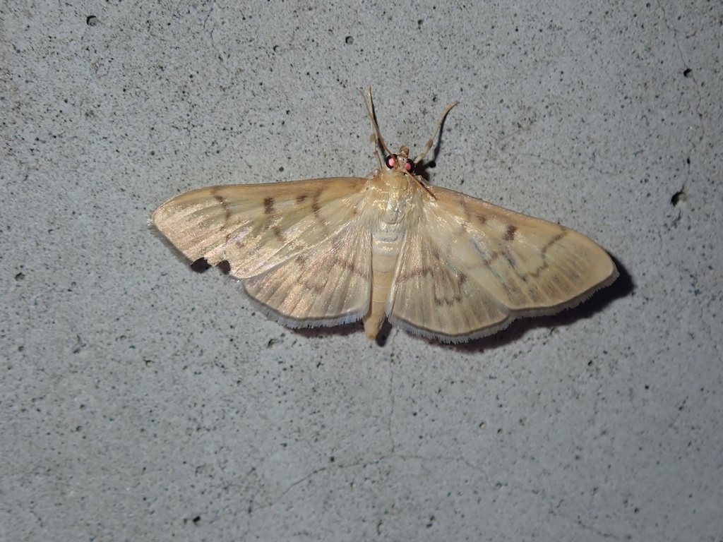 Patania punctimarginalis from 本州, 白川村, 岐阜県, JP on August 9, 2024 at 10: ...