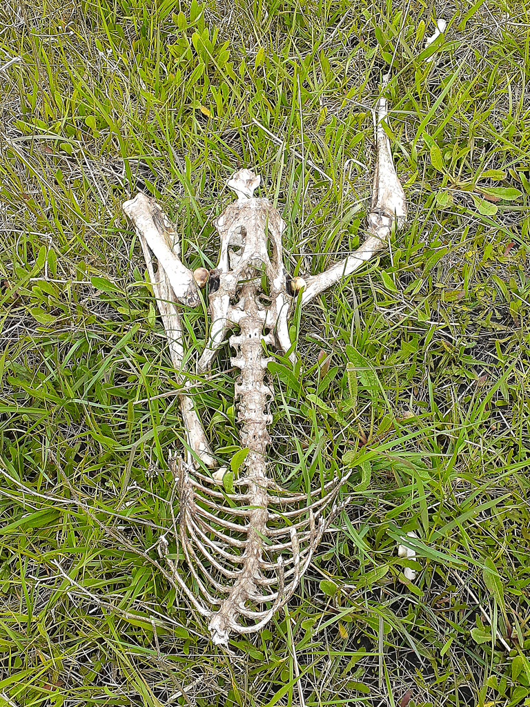 Macropods from Pick Swamp, Wye SA 5291, Australia on October 14, 2024 ...