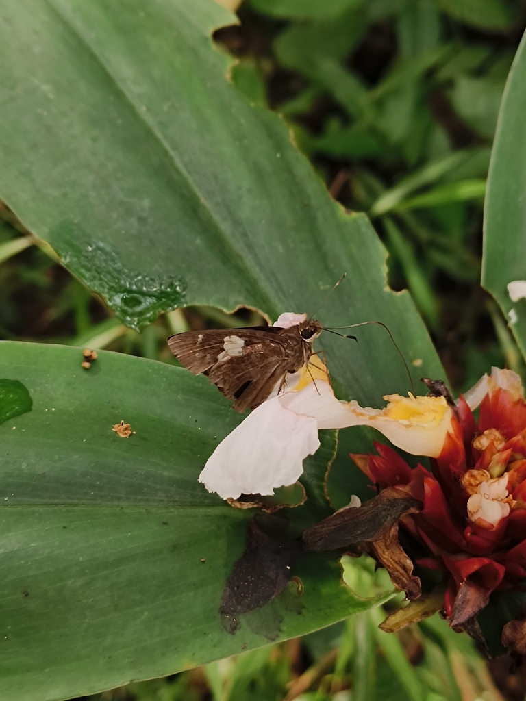 demon butterflies from Periyar, Kerala, India on October 31, 2024 at 11 ...