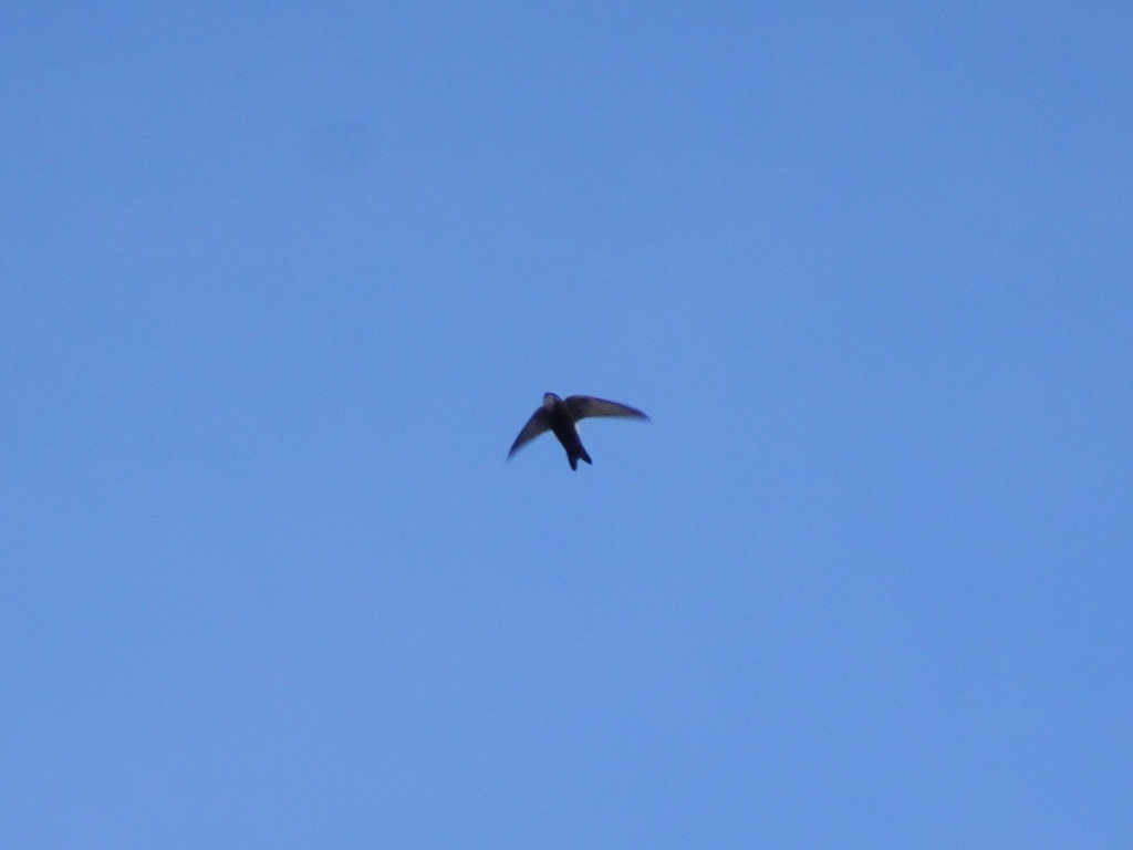House Swift from 本州, 厚木市, 神奈川県, JP on November 10, 2024 at 02:27 PM by ...