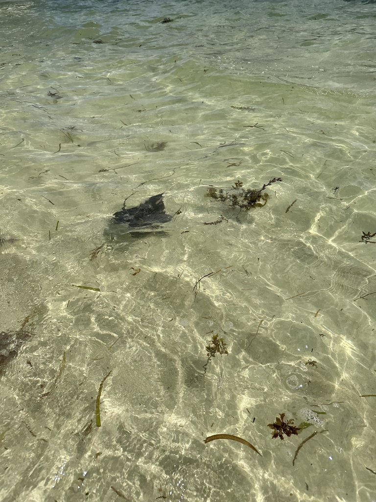 Whitespotted Eagle Ray from Indian Ocean, Roche Caiman, SC on November ...