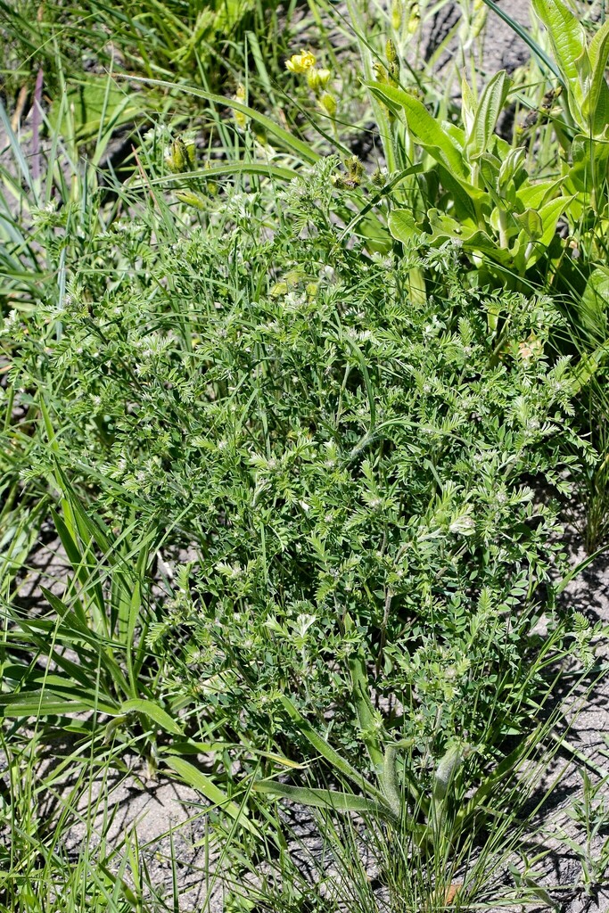 Pondo Indigo from Gogosa, UNR, Ugu District Municipality, South Africa ...