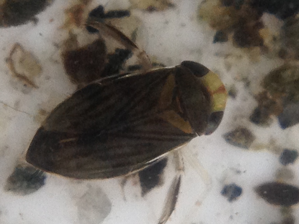 Micronecta from Perth WA, Australia on November 10, 2024 at 11:55 AM by ...