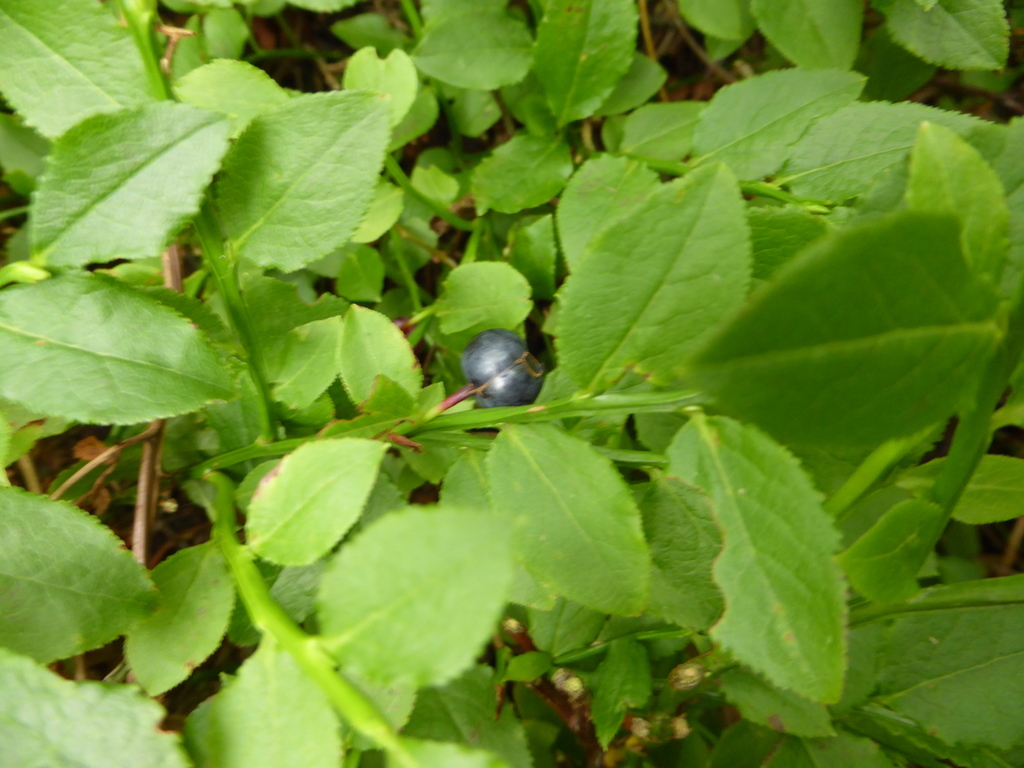 common bilberry from Northumberland, England, United Kingdom on July 14 ...