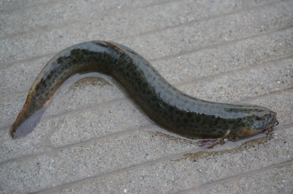 Oriental Weatherfish from 中国北京市门头沟区 on September 5, 2015 at 04:47 PM by ...