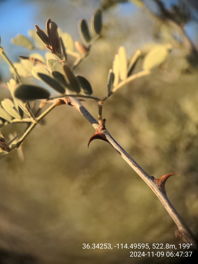 Catclaw Acacia from Clark County, NV, USA on November 9, 2024 at 06:47 ...