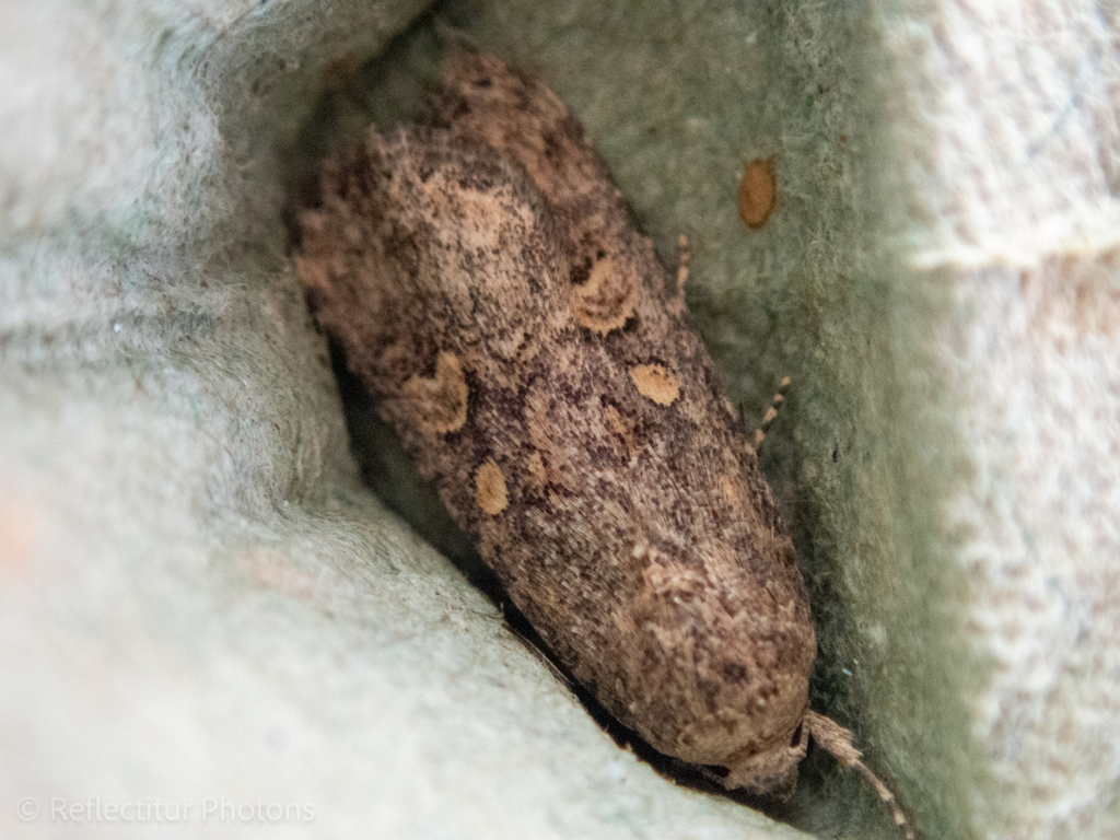 Beet Armyworm Moth from Nicosia, Cyprus on November 10, 2024 at 07:58 ...