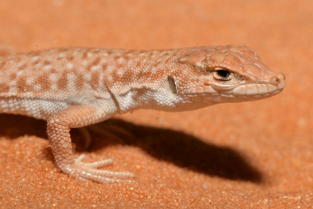 Blanford's Short-nosed Desert Lizard from 67V3+M7 Al Bid' Saudi Arabia ...