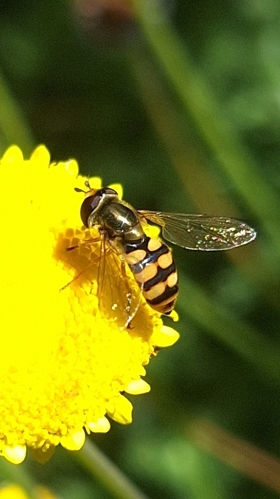 Migrant Hover Fly from Deurdrif, Cape Town, 7848, South Africa on ...