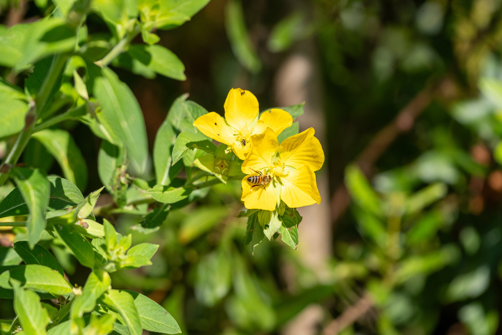 Western Honey Bee from Chapman Crossing Dr, Lithia, FL, US on November ...