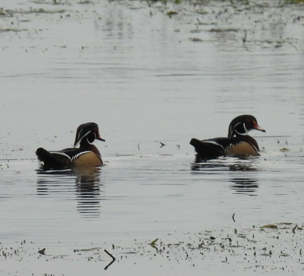 Wood Duck from Town Creek Marsh, River Rd., Colbert County, AL, USA on ...