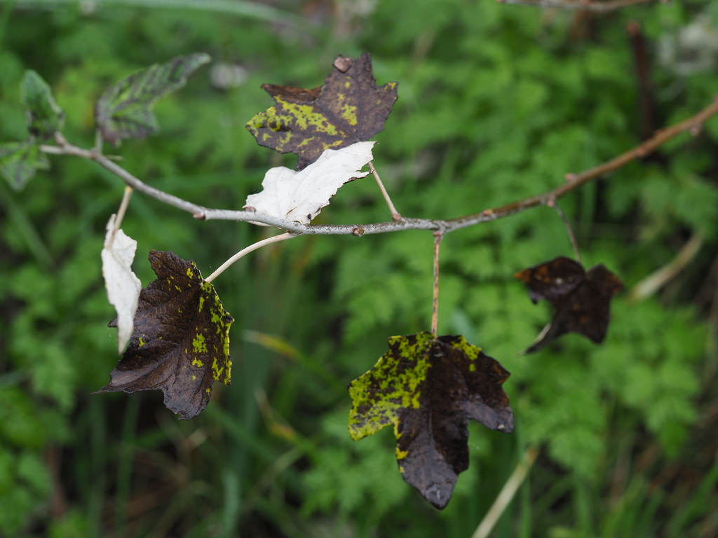 white poplar from Ickenham, UK on November 10, 2024 at 01:24 PM by ...
