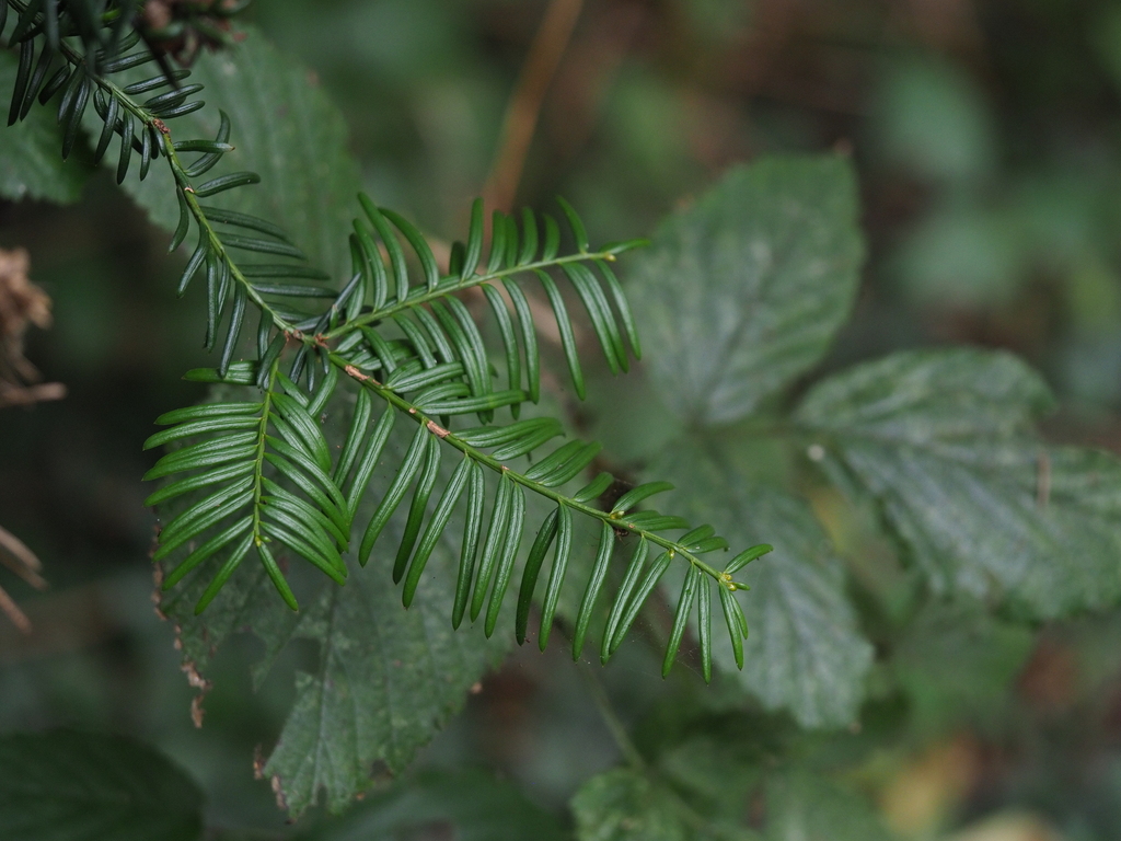 common yew from Ickenham, UK on 10 November, 2024 at 02:03 PM by Daniel ...