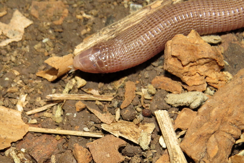 Darwin's Ringed Worm Lizard from La Plata, Provincia de Buenos Aires ...