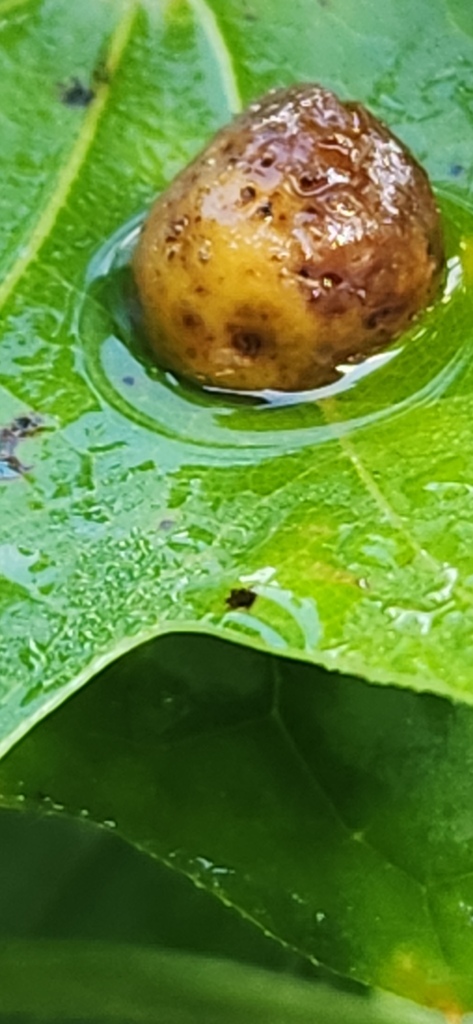 Arthropods from Barboursville, Albemarle County, VA, USA on September ...
