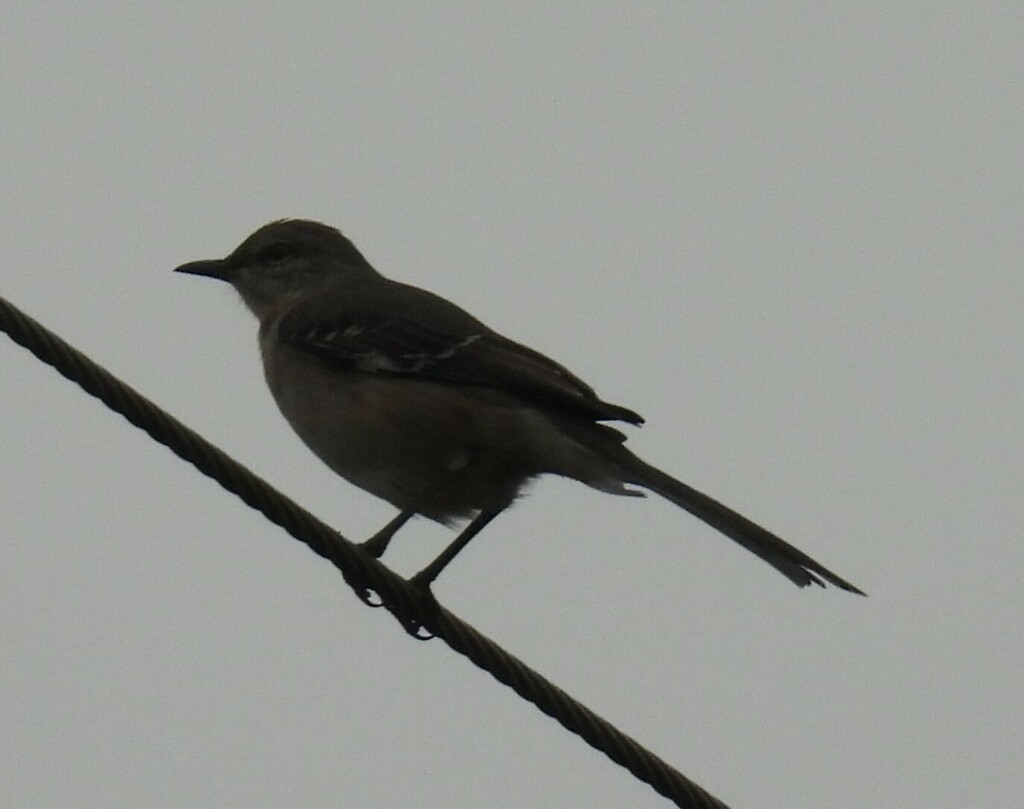 Northern Mockingbird from Mt. Stanley Rd. near 6th St., Colbert County ...