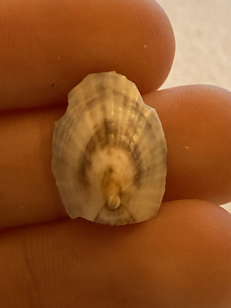 True Limpets from Lihue, HI, US on July 2, 2024 at 11:50 AM by TC Riley ...