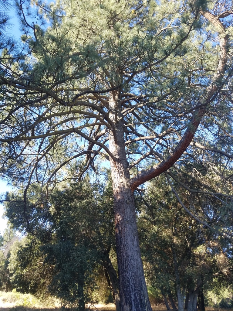 Coulter pine from Warner Springs, CA 92086, USA on July 14, 2019 at 07: ...