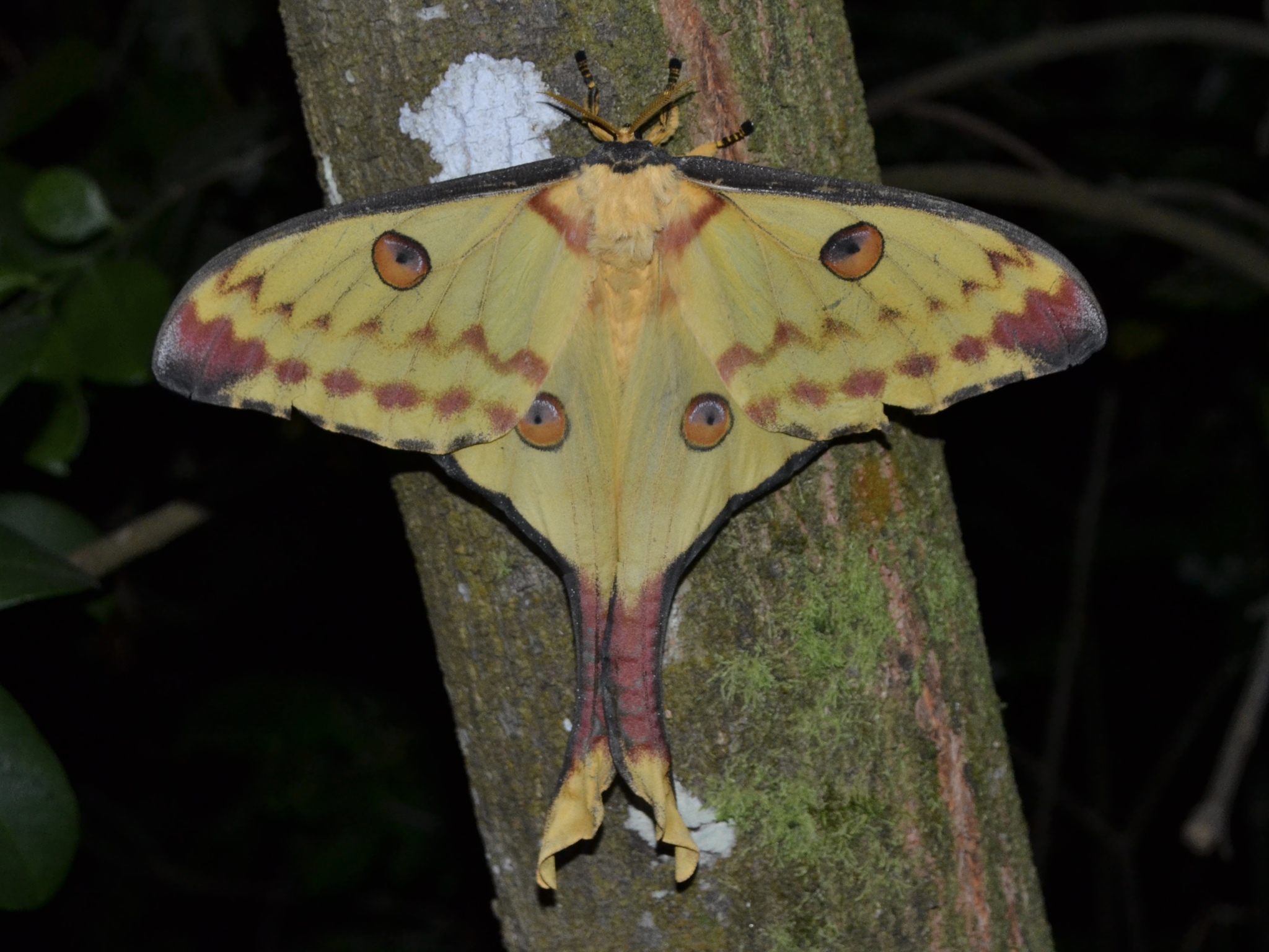 Comet Moth
