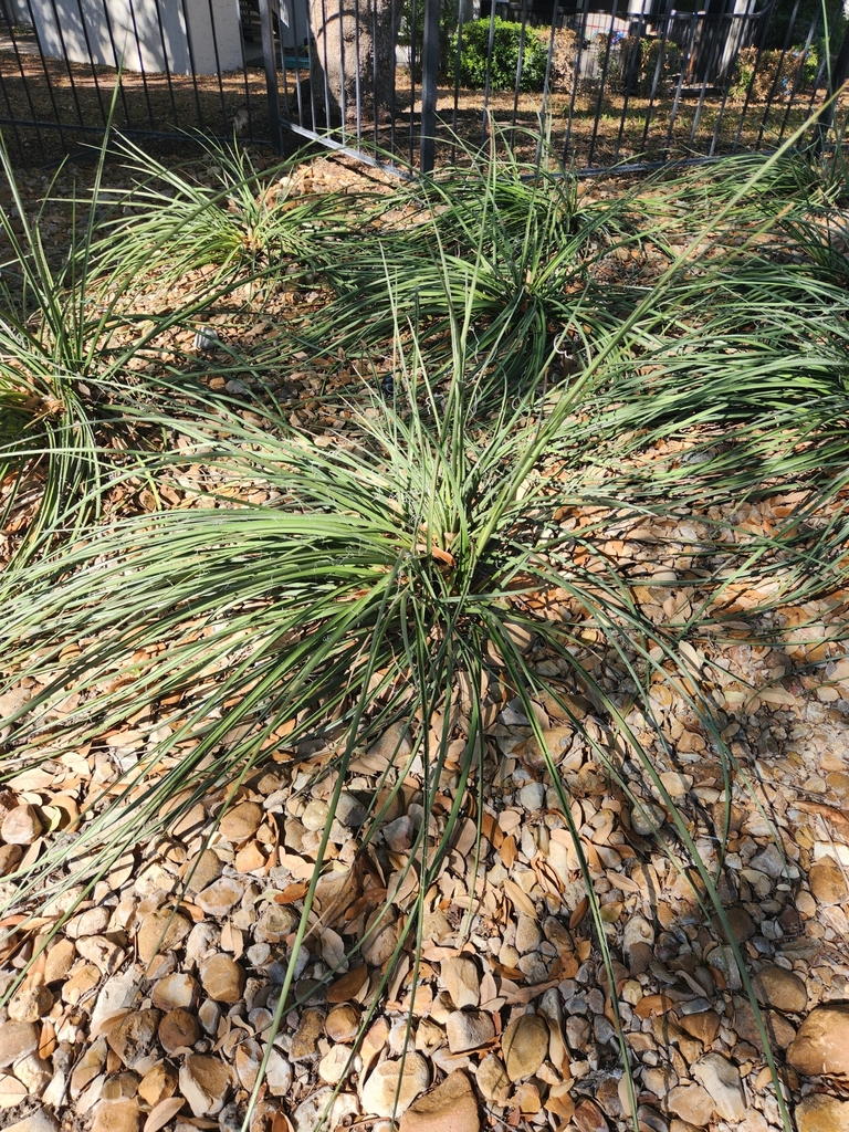 Buckley's Yucca on November 10, 2024 at 01:08 PM by Ethan F. · iNaturalist