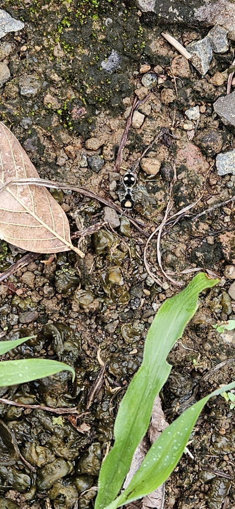 Hoplognathoca costarricensis from Tilarán, CR-GU, CR on November 10 ...