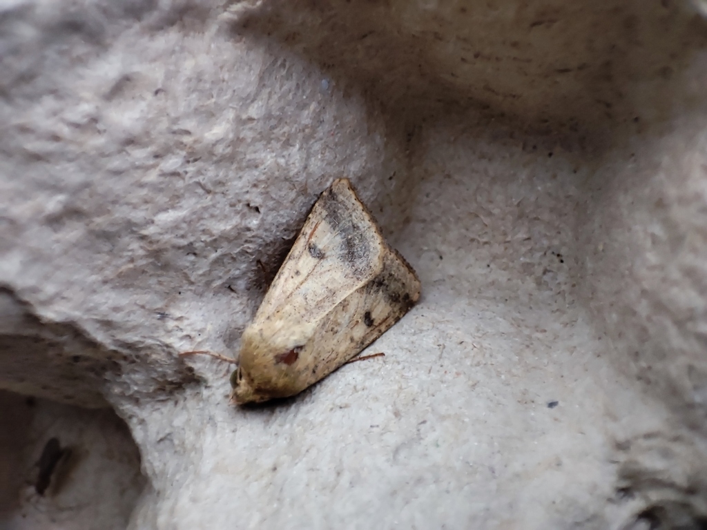Cotton Bollworm Moth from Abetxuko on October 26, 2024 by crisdelbb ...