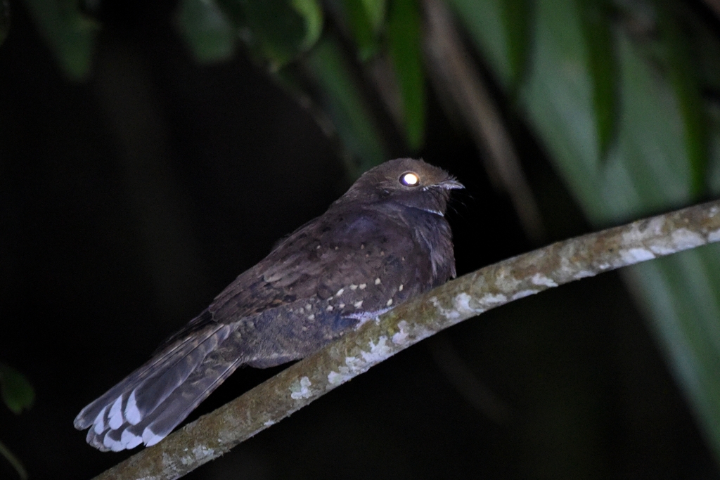 Ocellated Poorwill from Palmapampa, Peru on July 11, 2024 at 05:21 PM ...