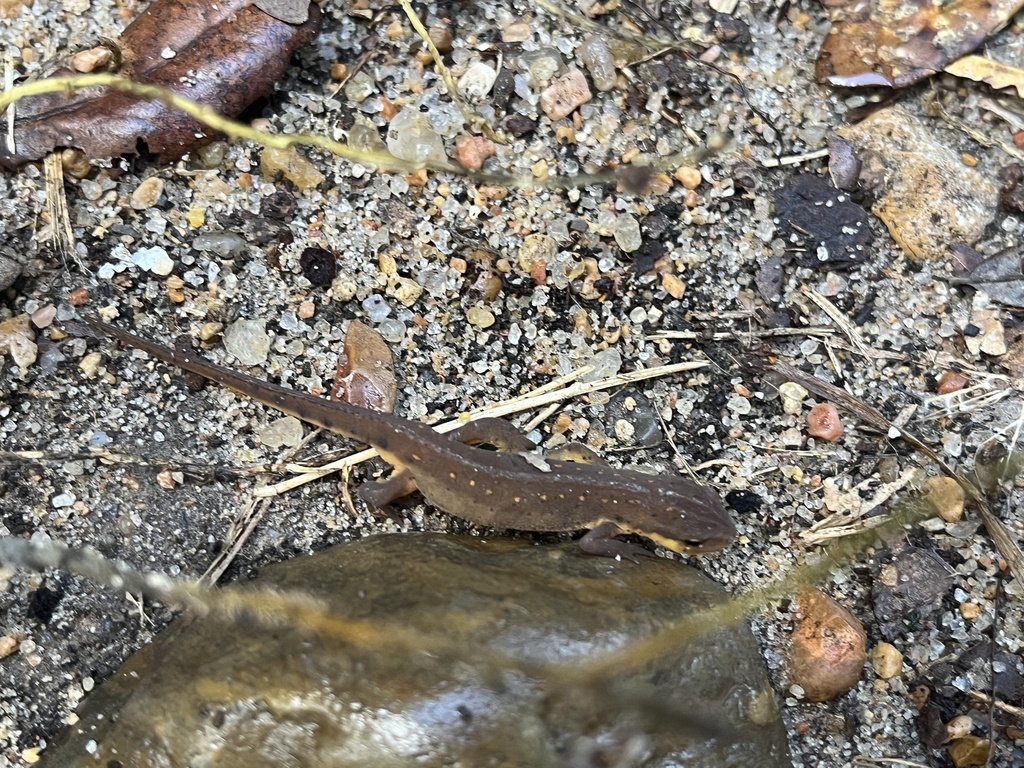 Central Newt from Sandy Creek Rd, Garwood, TX, US on November 10, 2024 ...
