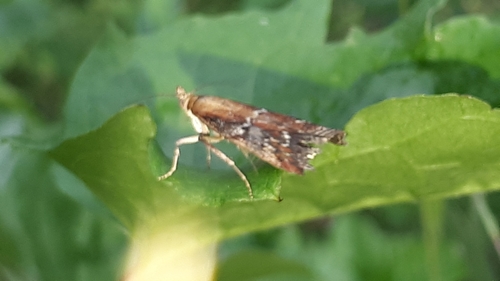 Kent Knot-Horn (Moitrelia obductella) · iNaturalist