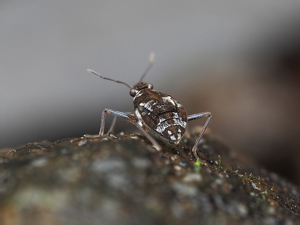 Microvelia americana from Staten Island, NY, USA on July 20, 2024 at 11 ...