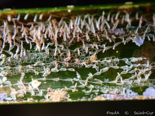 Animal musgo (Aetea sica)