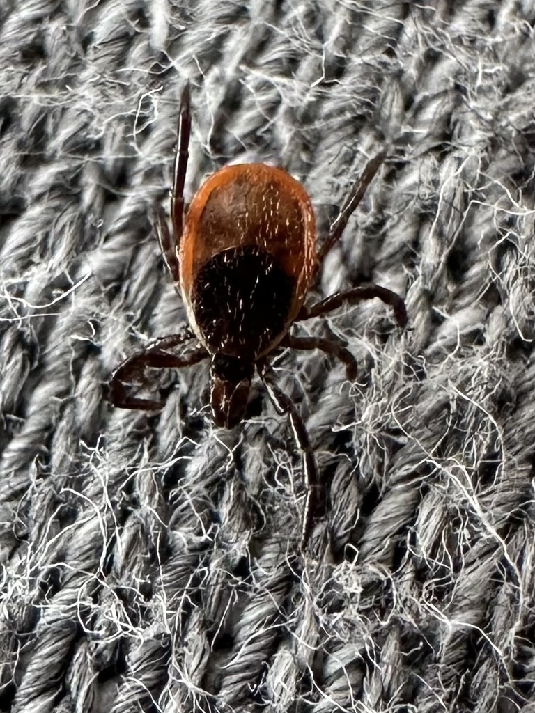 Eastern Black-legged Tick from Westwood Ln, Chestertown, MD, US on ...