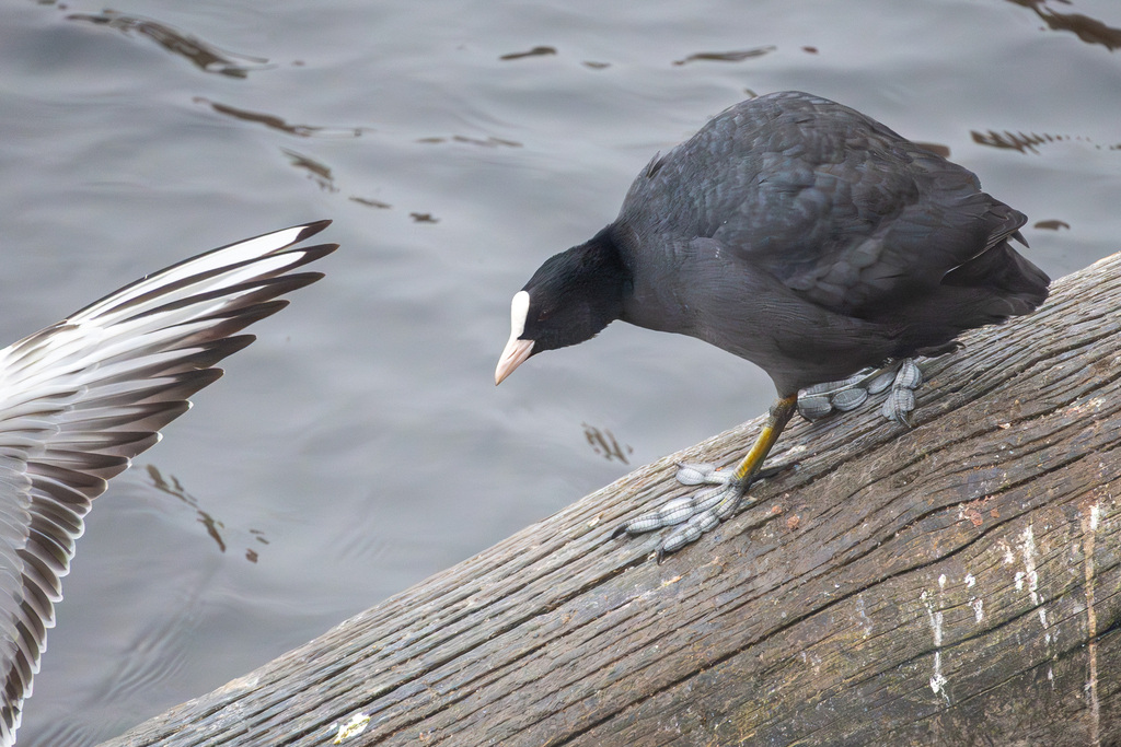 Eurasian Coot from Old Town, 110 00 Prague 1, Czechia on November 10 ...