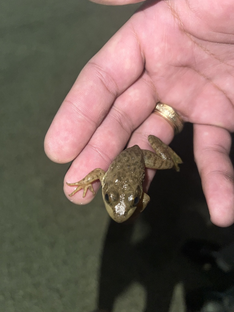 American Bullfrog from Mountain Wind Loop, Bryan, TX, US on November 08 ...