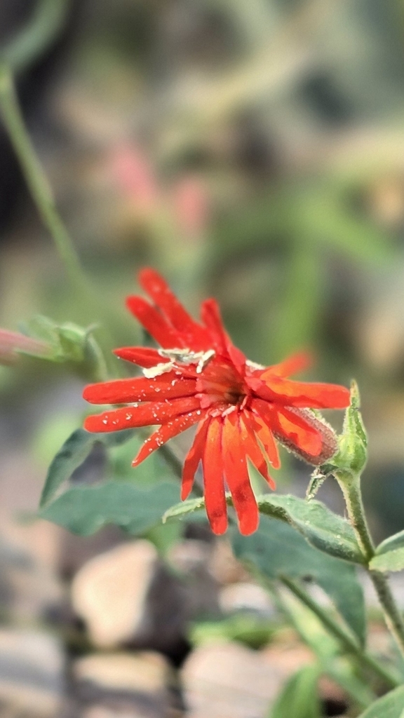 cardinal catchfly from Big Bend National Park, TX 79834, USA on October ...