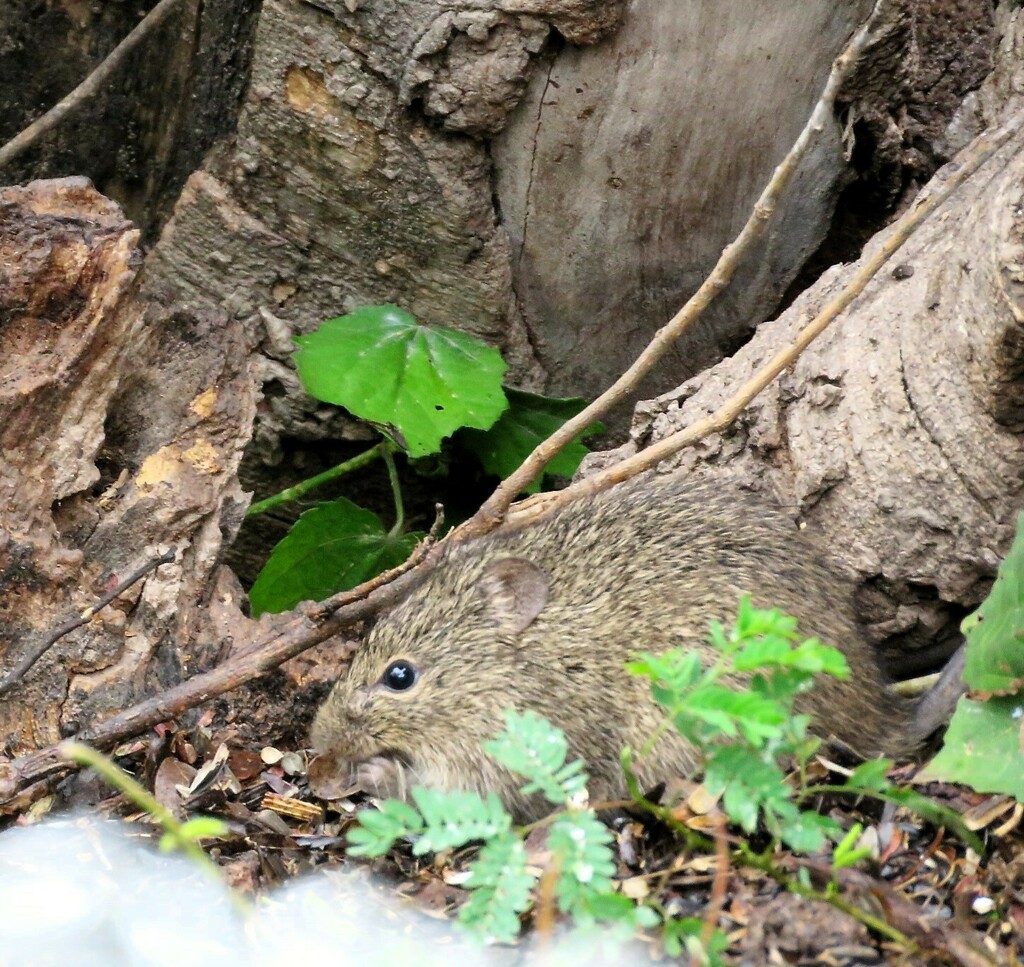 Hispid Cotton Rat from National Butterfly Center, 3333 Butterfly Park ...