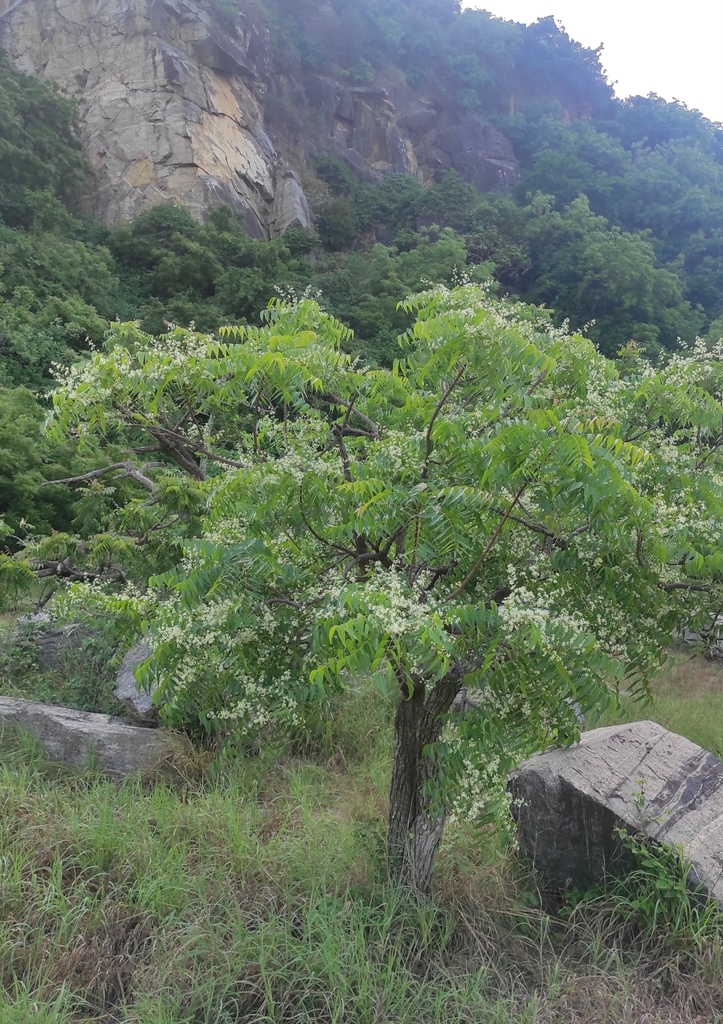 Neem from Shai Osudoku, Ghana on November 4, 2024 at 07:52 AM by Gaell ...