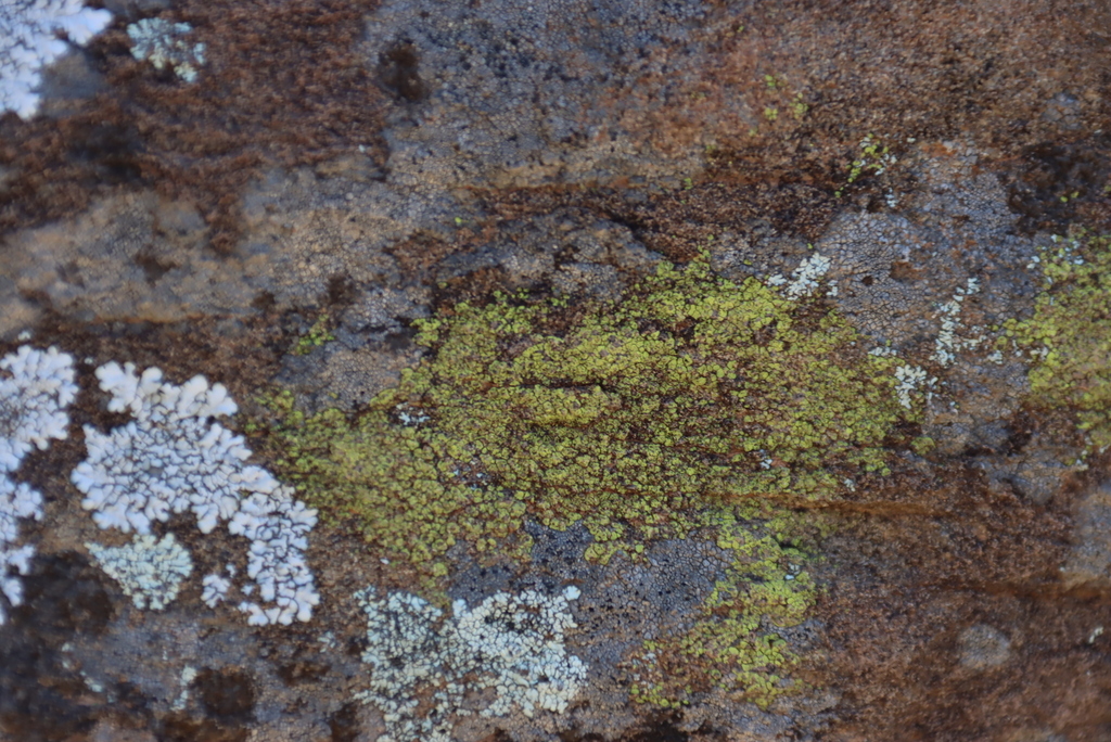 common lichens from Day 2 Erdvark Trail, Arendsnes hut area, Kliparend ...