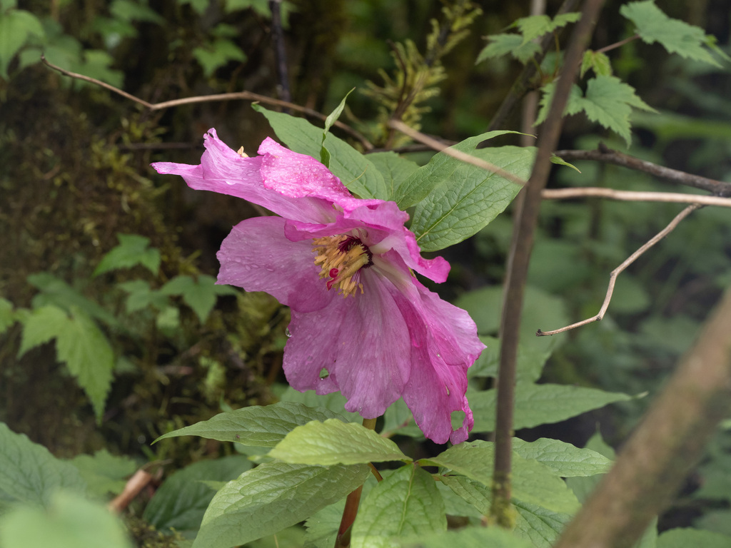 (Paeonia mairei) - Botanical Realm
